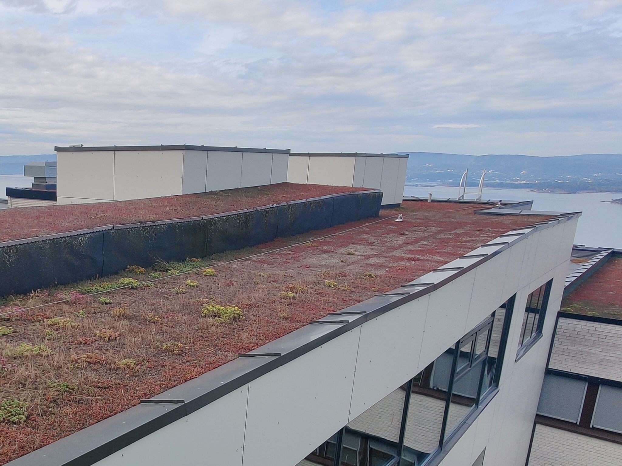 Sedumtak kan trenge vann om sommeren! – NFGI